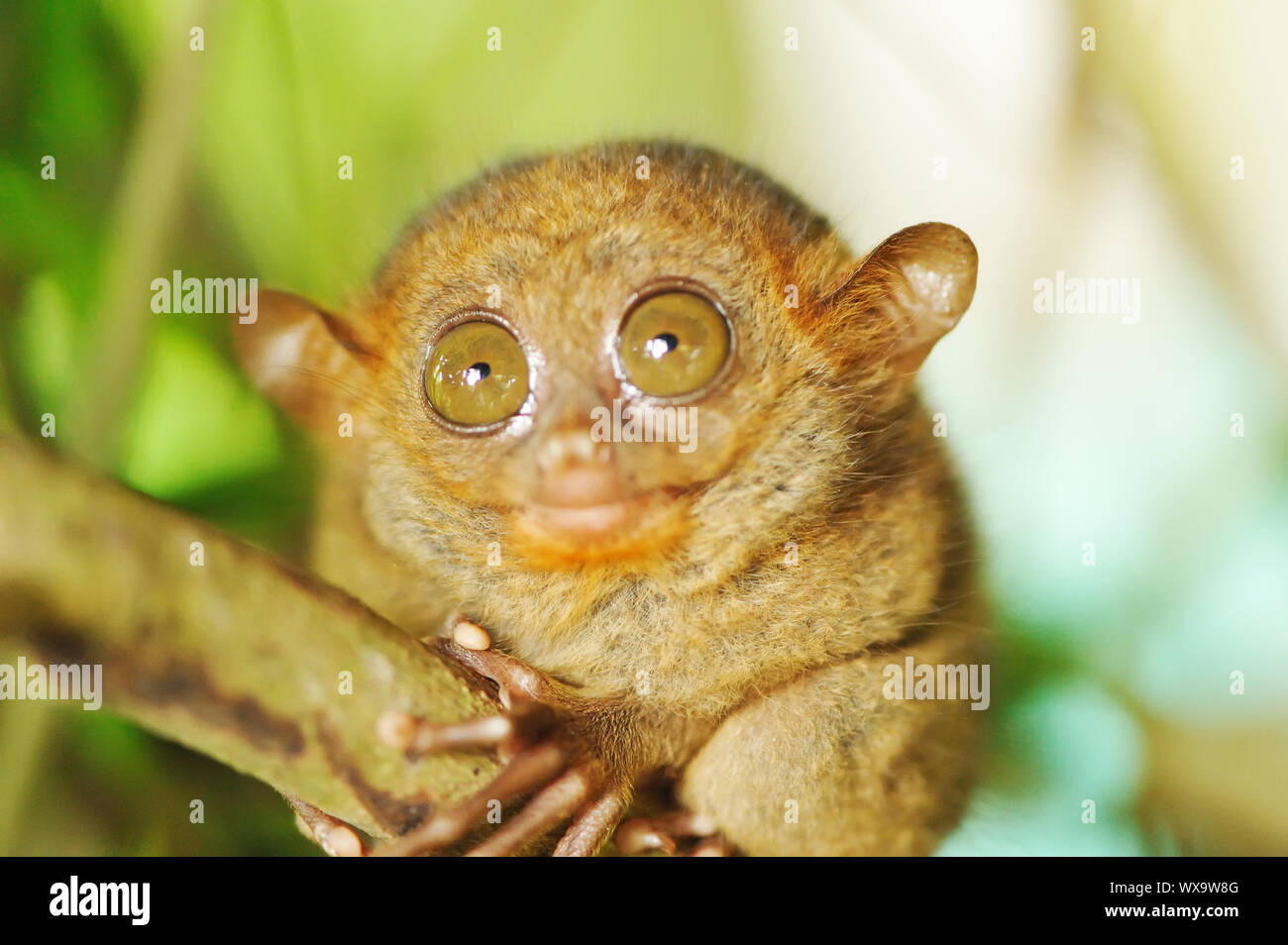 Tarsier monkey in natural environment Stock Photo - Alamy