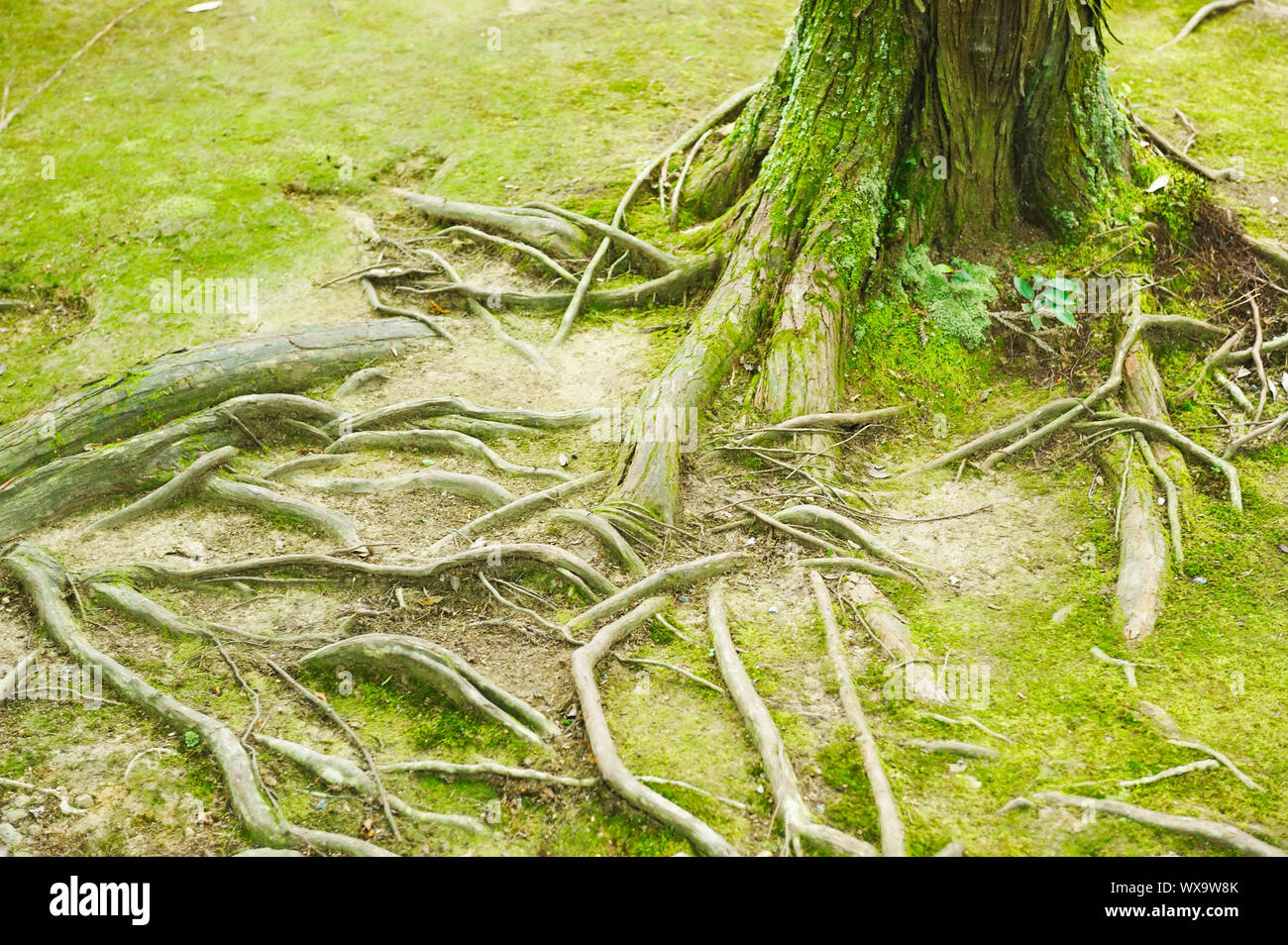 Root of the tree and moss Stock Photo - Alamy
