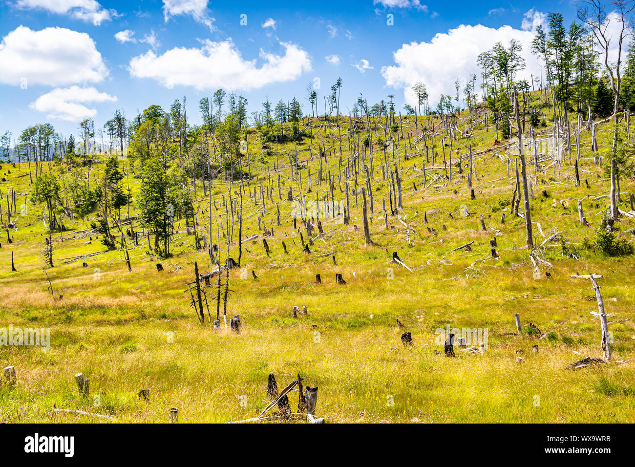 Healing nature in National Park Lure, Albania after deforesting and ...