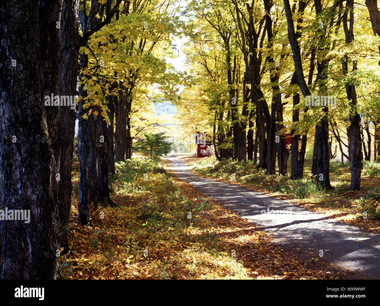 Trees in rural country lane hi-res stock photography and images - Alamy