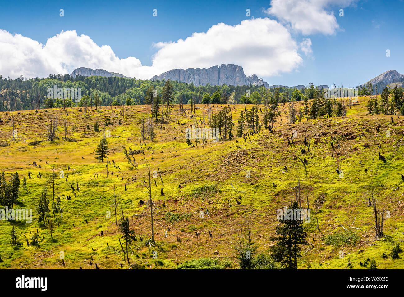 Healing nature in National Park Lure, Albania after deforesting and ...