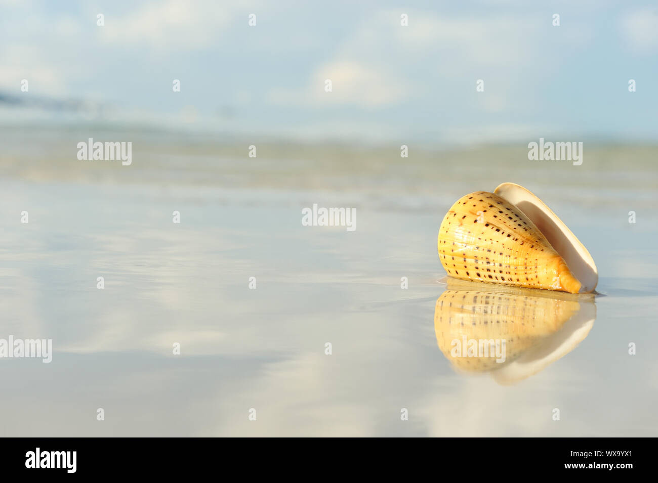 Shell on a beach with reflection Stock Photo - Alamy