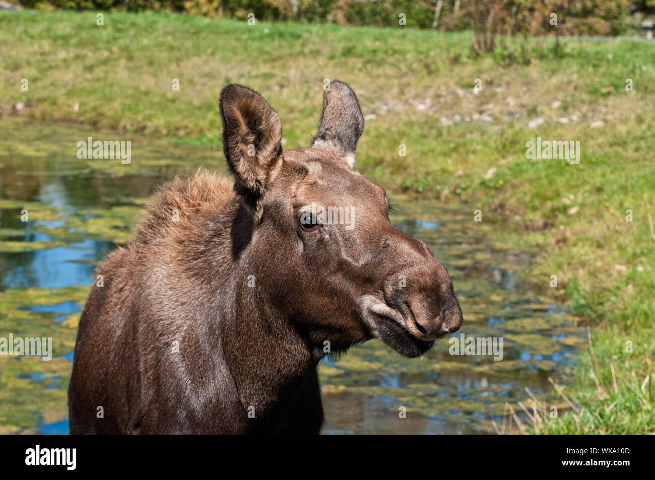 Close up moose nose hi-res stock photography and images - Alamy
