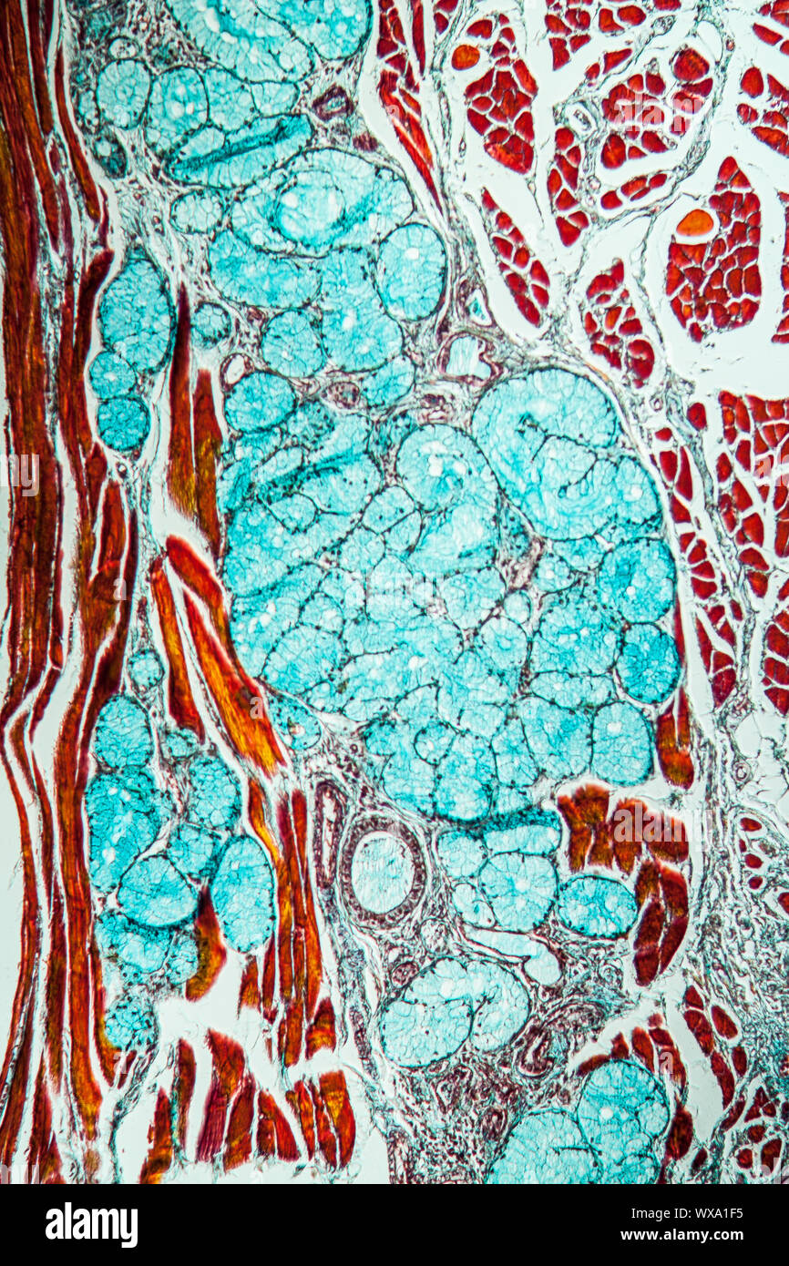 Tongue with taste buds tissue across 100x Stock Photo - Alamy