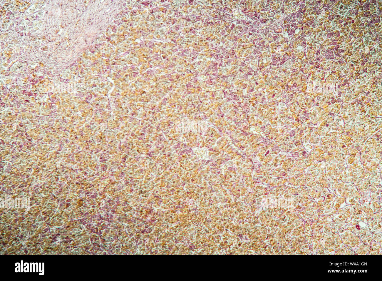 Pituitary pituitary gland under the microscope 100x Stock Photo - Alamy