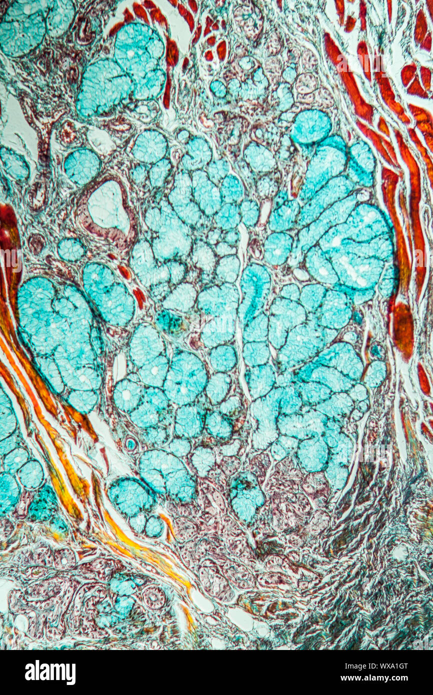 Tongue with taste buds tissue across 100x Stock Photo - Alamy