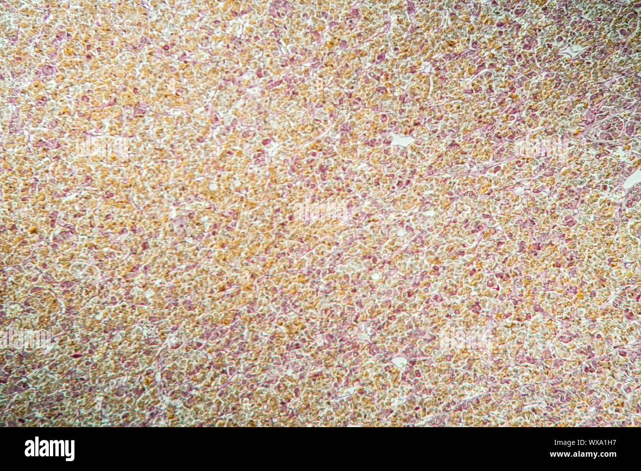 Pituitary pituitary gland under the microscope 100x Stock Photo - Alamy