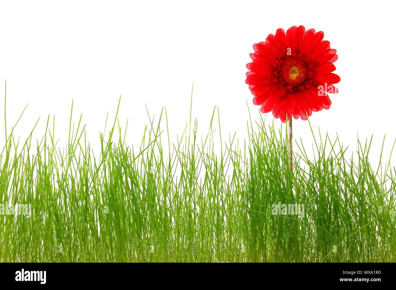 flower and grass isolated on white background showing summer concept ...