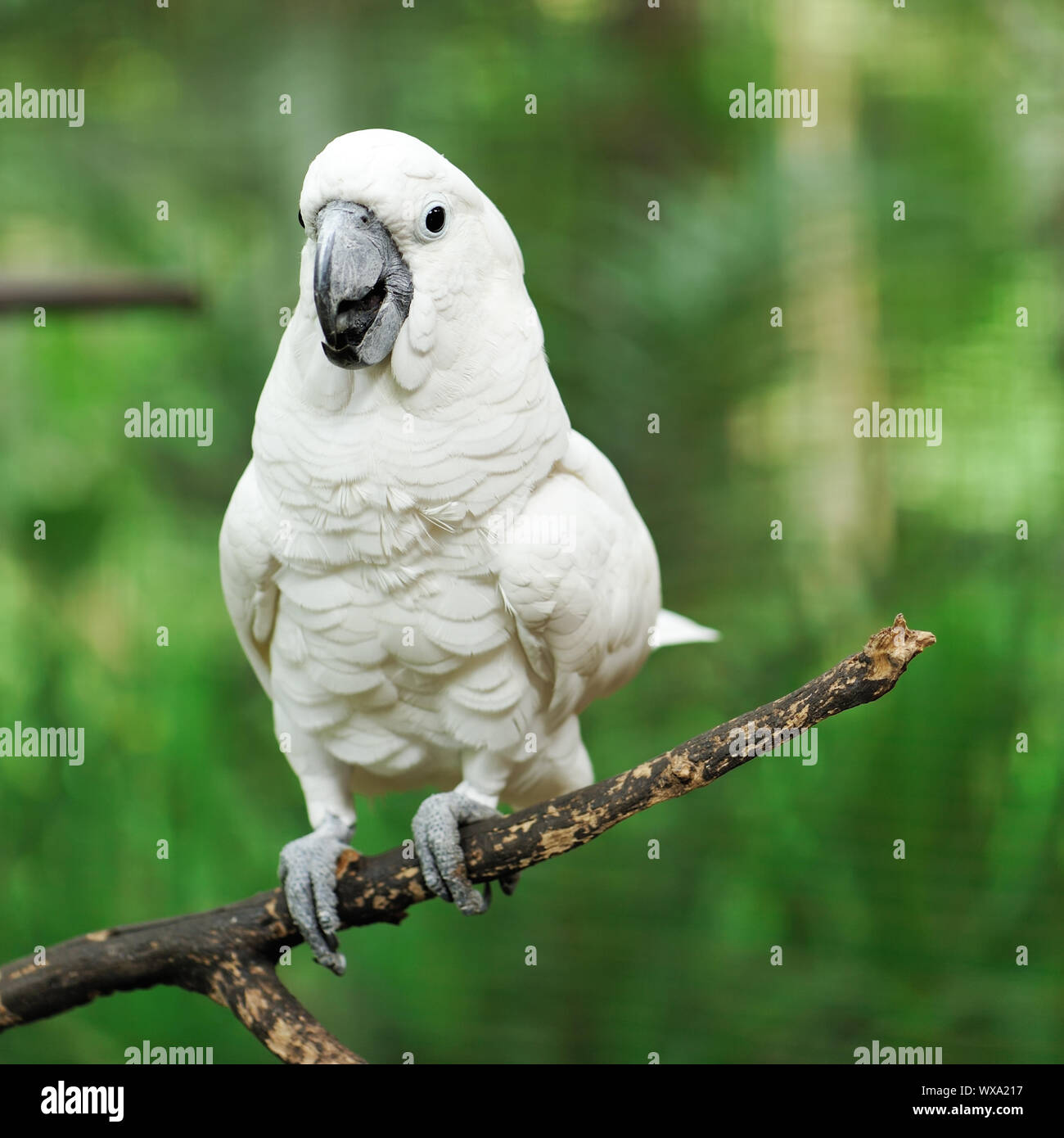 Beautiful white cockatoo parrot bird Stock Photo - Alamy