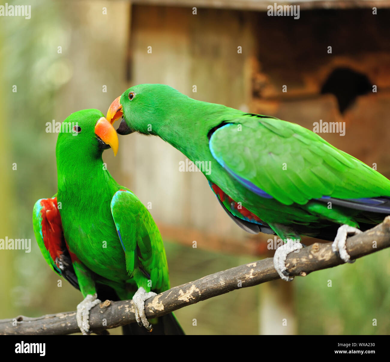 Two eclectus parrots hi-res stock photography and images - Alamy