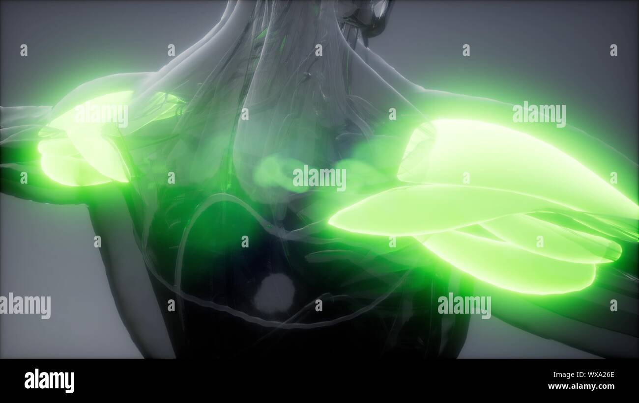 deltoid - Visible muscle anatomy map Stock Photo - Alamy