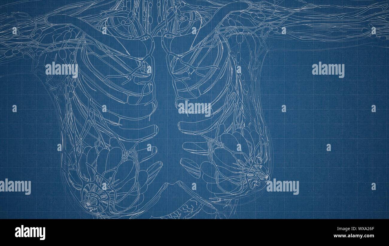 Animation 3d human body model hi-res stock photography and images - Alamy