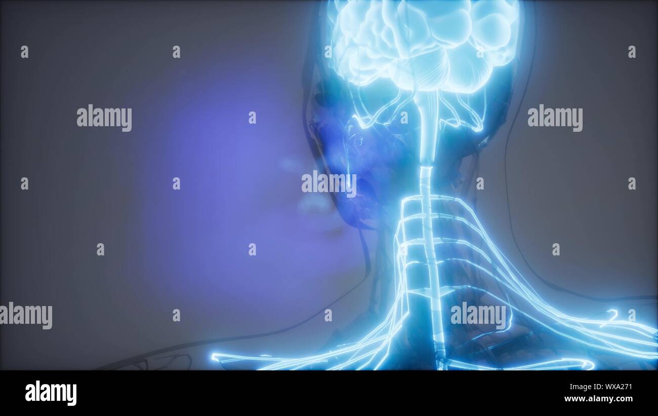 Human Brain Radiology Exam Stock Photo - Alamy