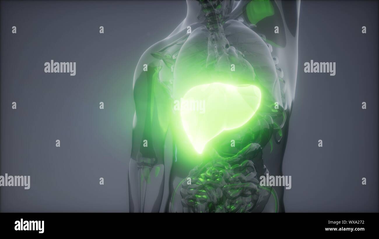 Human Liver Radiology Exam Stock Photo - Alamy