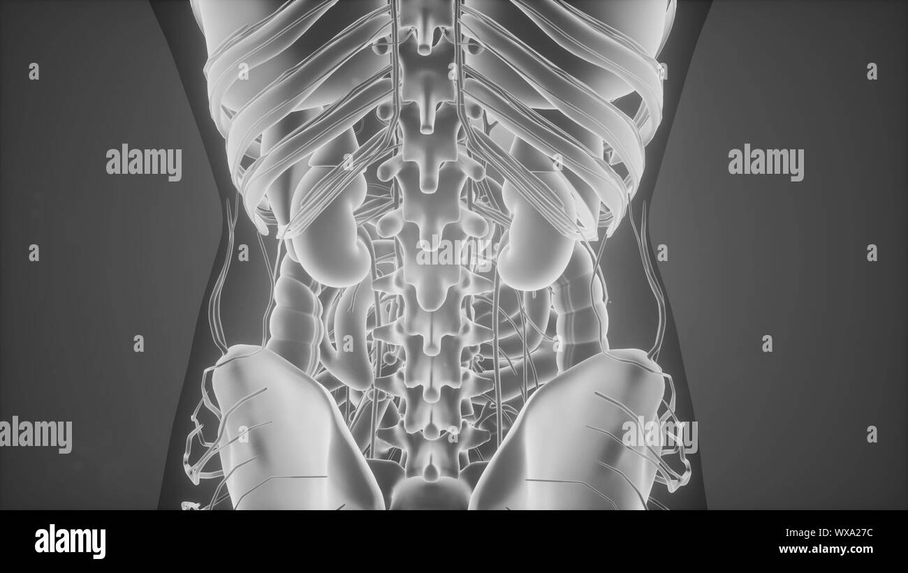 3D magnetic resonance image scan Stock Photo - Alamy