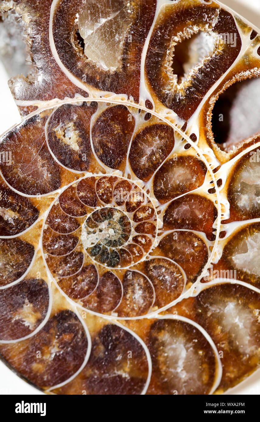 gemstones, shells and semi-precious stones with beautiful colors Stock ...