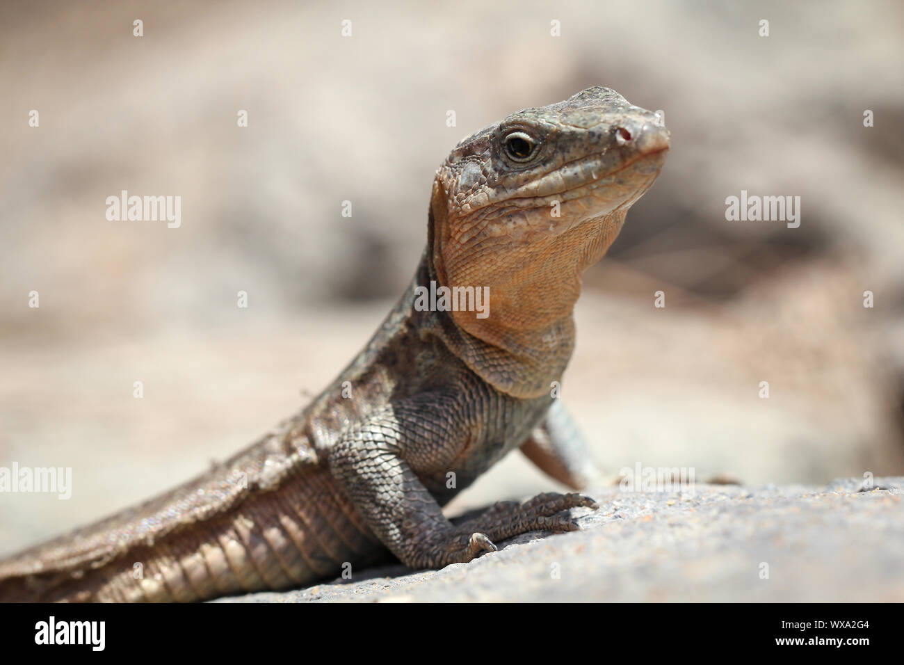 Lizard in stones hi-res stock photography and images - Alamy
