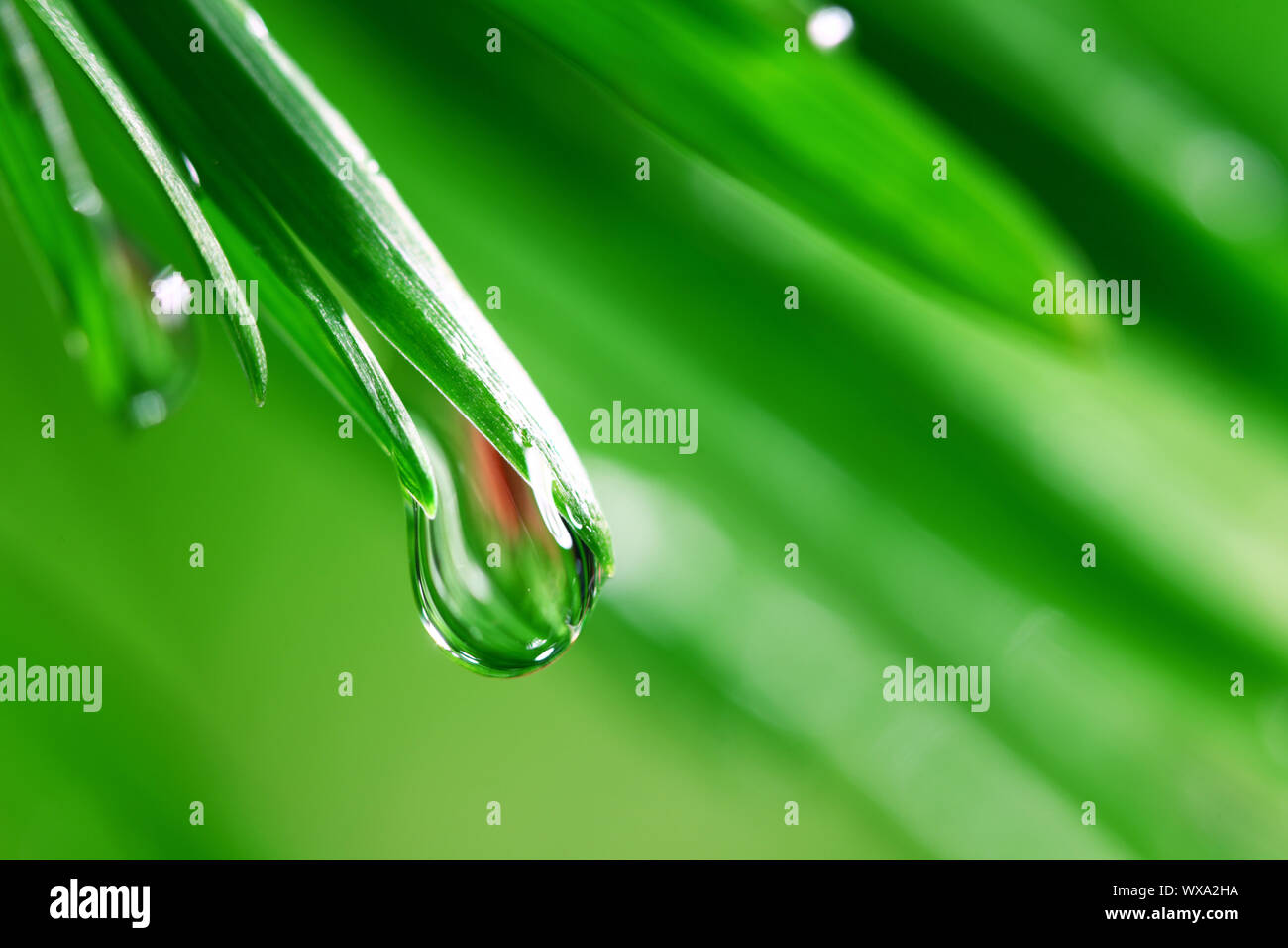 big water drop on grass blade Stock Photo - Alamy