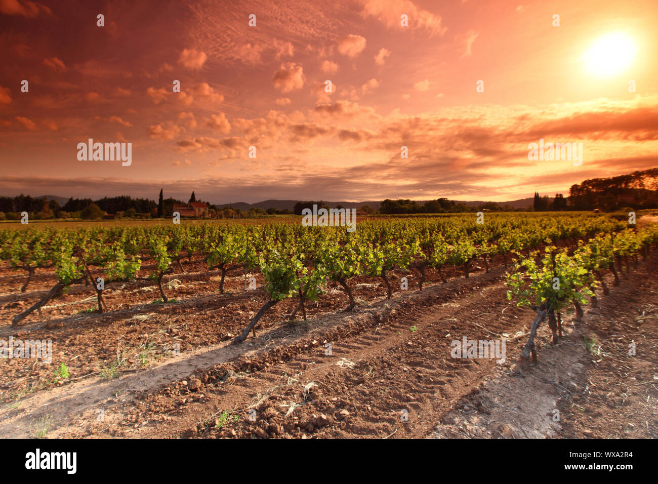 Orange wine country australia hi-res stock photography and images - Alamy