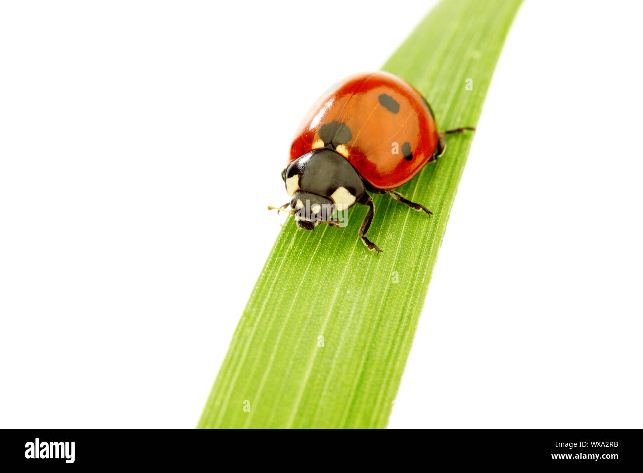 ladybug on green grass isolated white background Stock Photo - Alamy