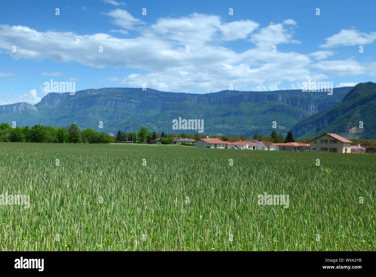 Early spring wheat field Stock Photo - Alamy