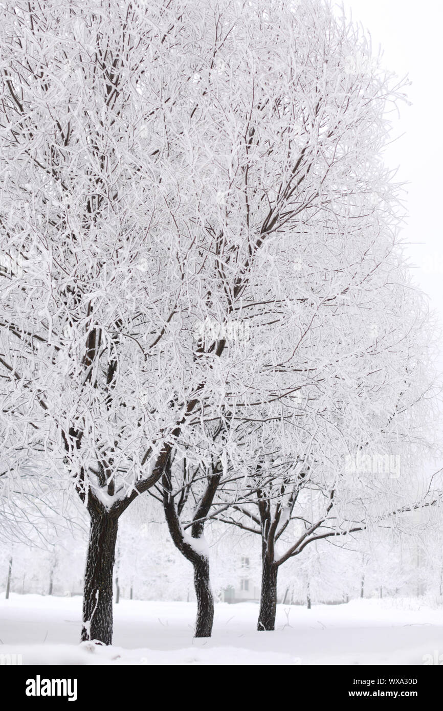 winter trees on snow white background Stock Photo - Alamy