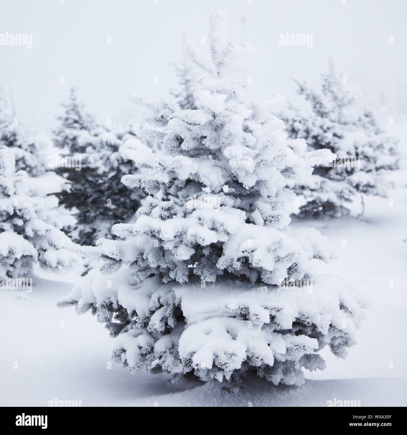 winter trees on snow white background Stock Photo - Alamy