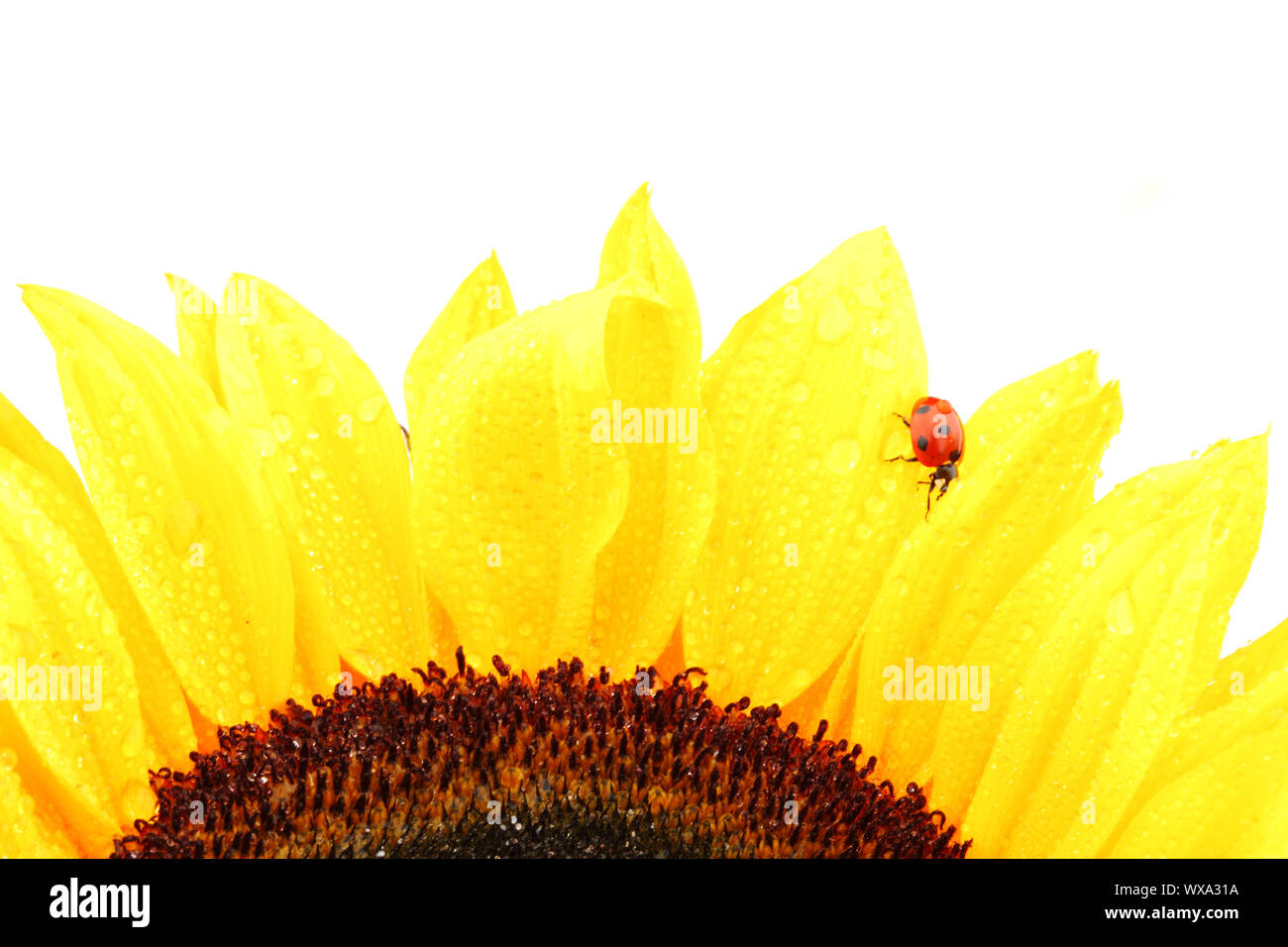 ladybug on sunflower isolated white background Stock Photo - Alamy