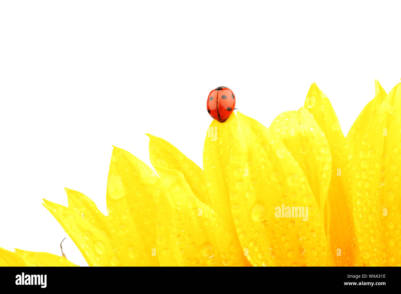 ladybug on sunflower isolated white background Stock Photo - Alamy