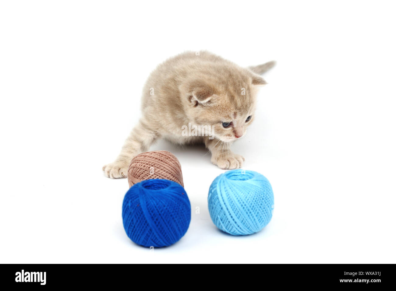 cat and blue wool ball isolated on white Stock Photo - Alamy