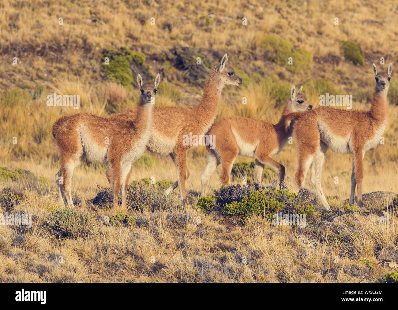 Guanaco patagonia sunrise hi-res stock photography and images - Alamy