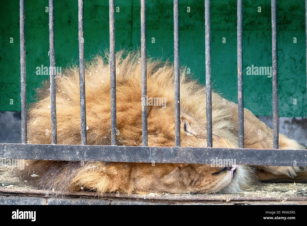 Portrait of a lion with an impressive placid look Stock Photo - Alamy