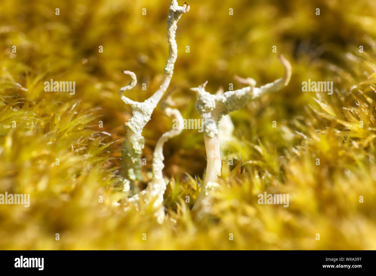 green plants of mountain litter Stock Photo - Alamy