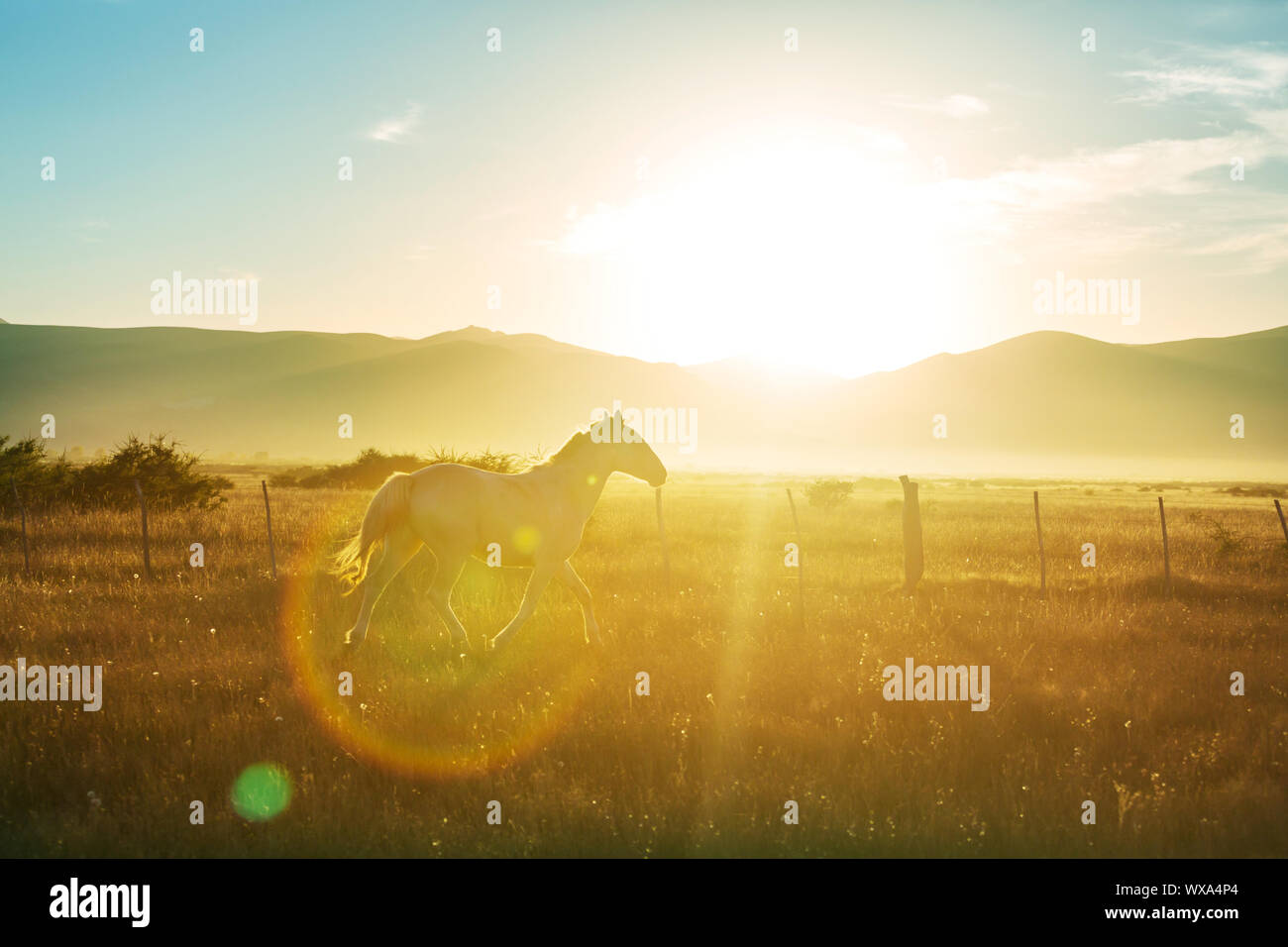 Horse on sunrise Stock Photo - Alamy