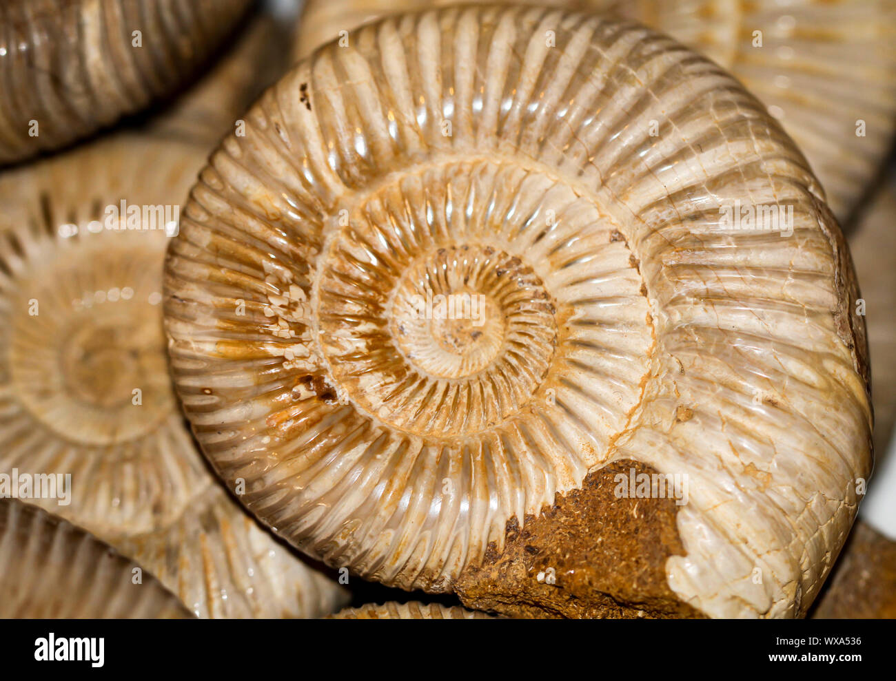 gemstones, shells and semi-precious stones with beautiful colors Stock ...