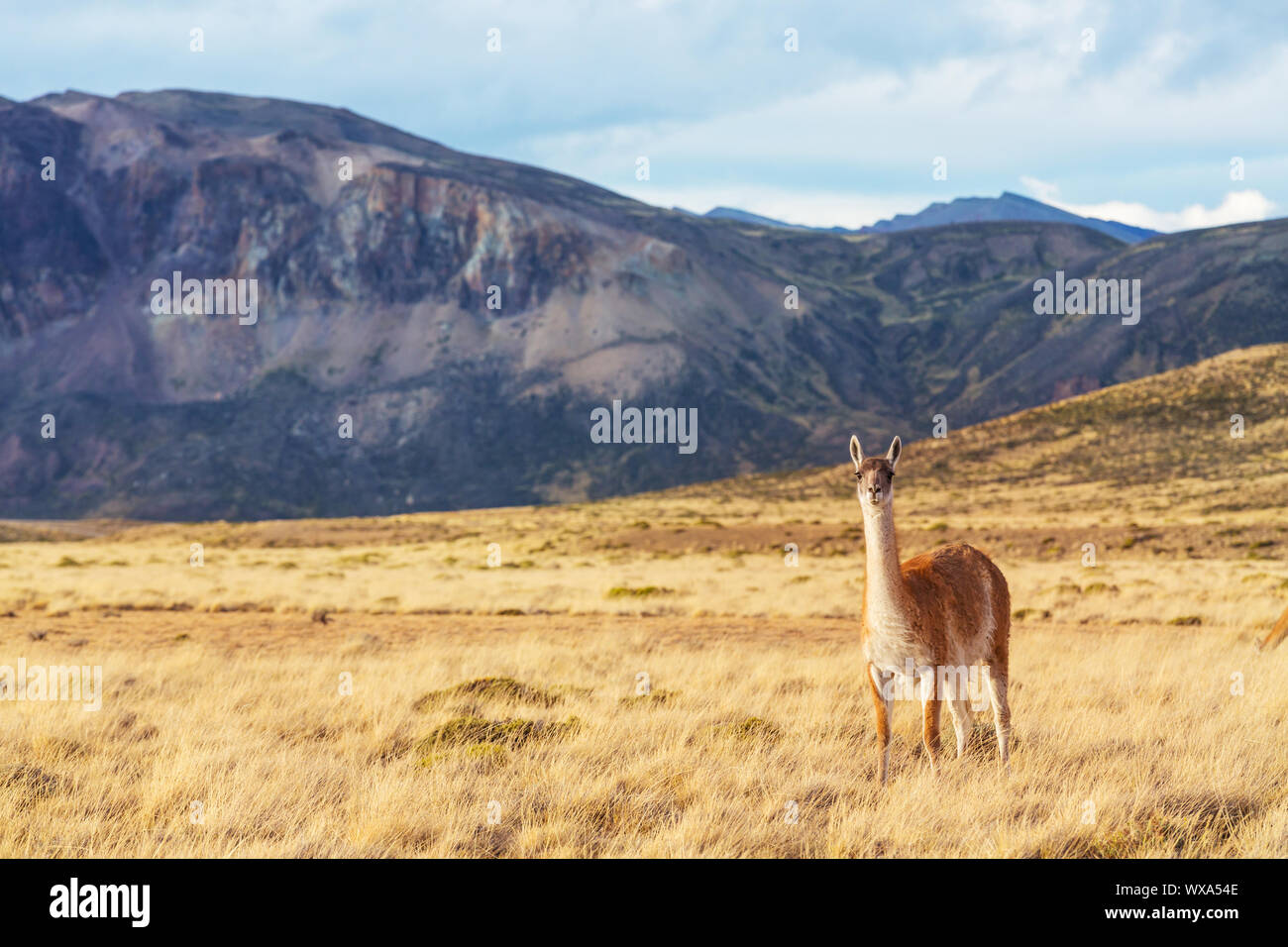 Guanaco patagonia sunrise hi-res stock photography and images - Alamy