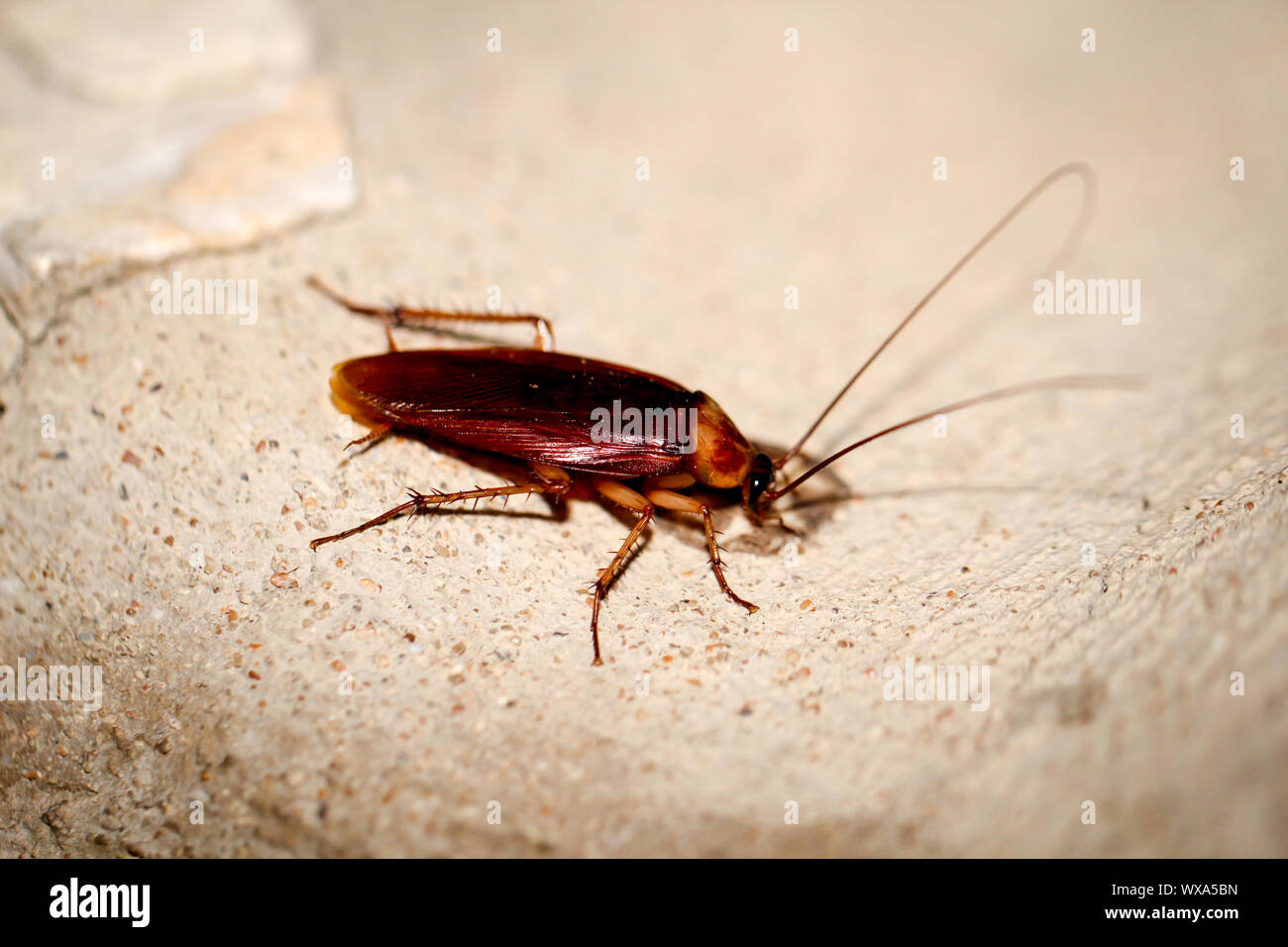 Cockroach runs up a wall Stock Photo - Alamy