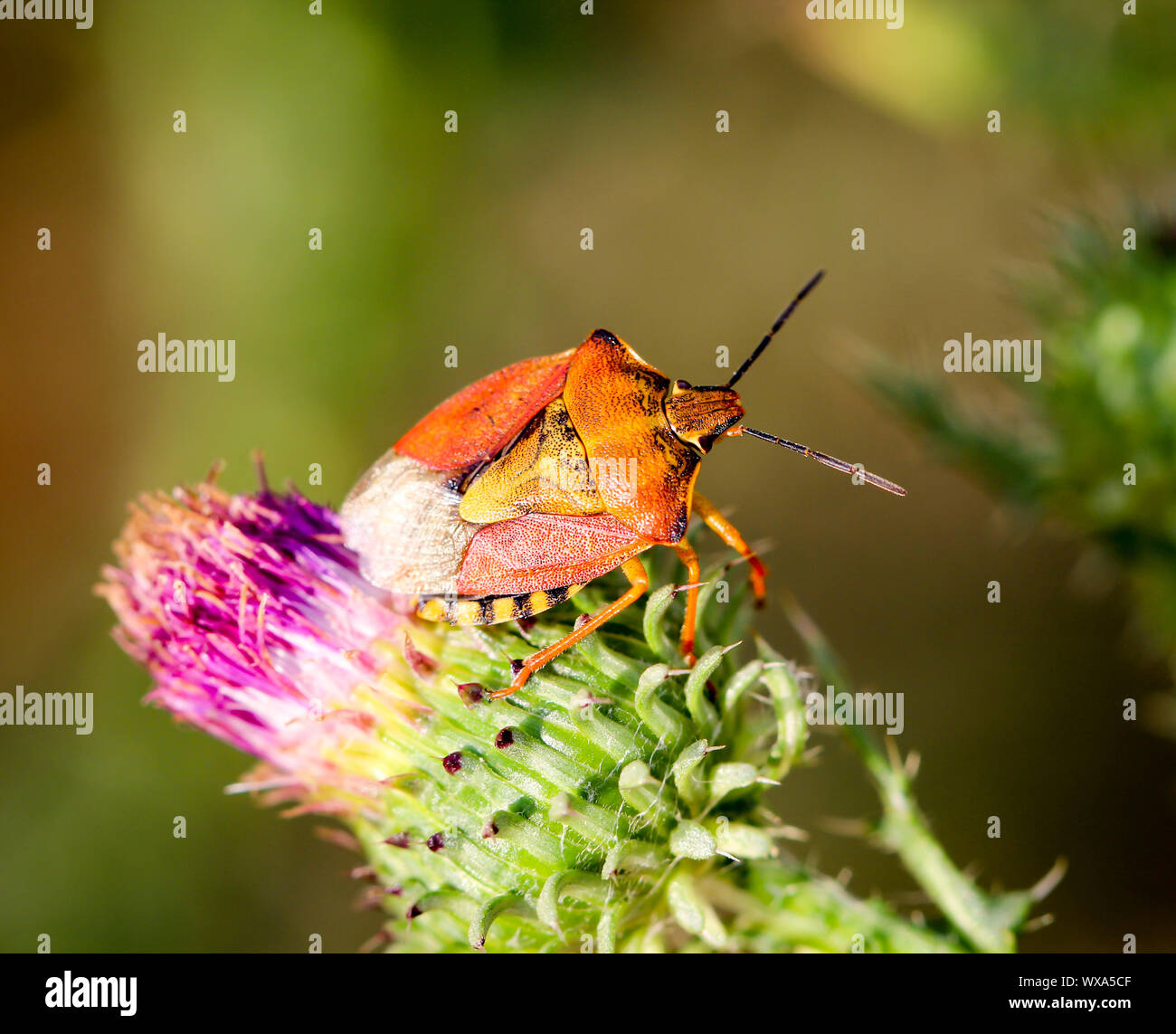 bug on a plant Stock Photo - Alamy