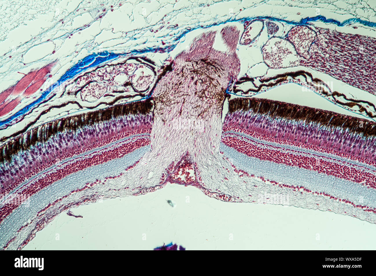 Optic microscopy hi-res stock photography and images - Alamy