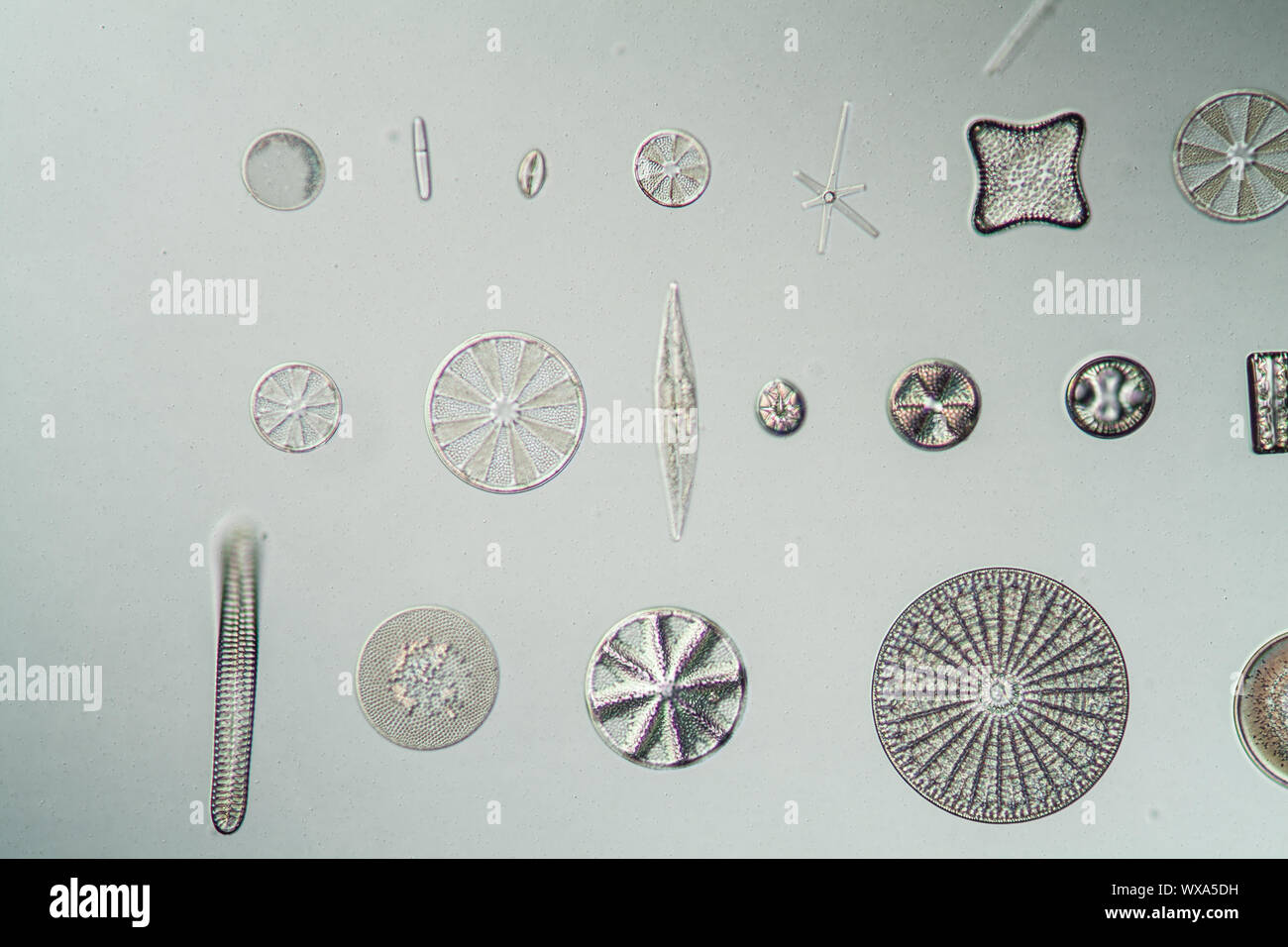 different types of diatoms, 200x Stock Photo - Alamy