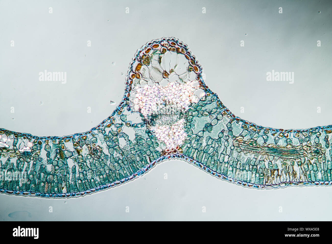 Under microscope cross section cross hi-res stock photography and ...