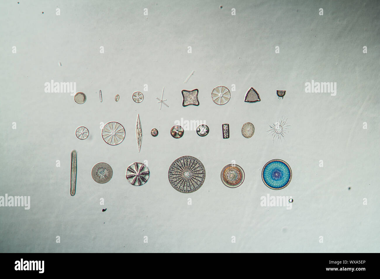 different types of diatoms under the microscope 100x Stock Photo - Alamy