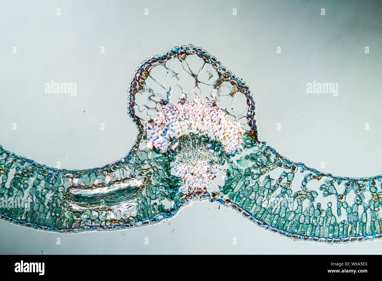 Rosemary leaves cross section under the microscope 100x Stock Photo - Alamy