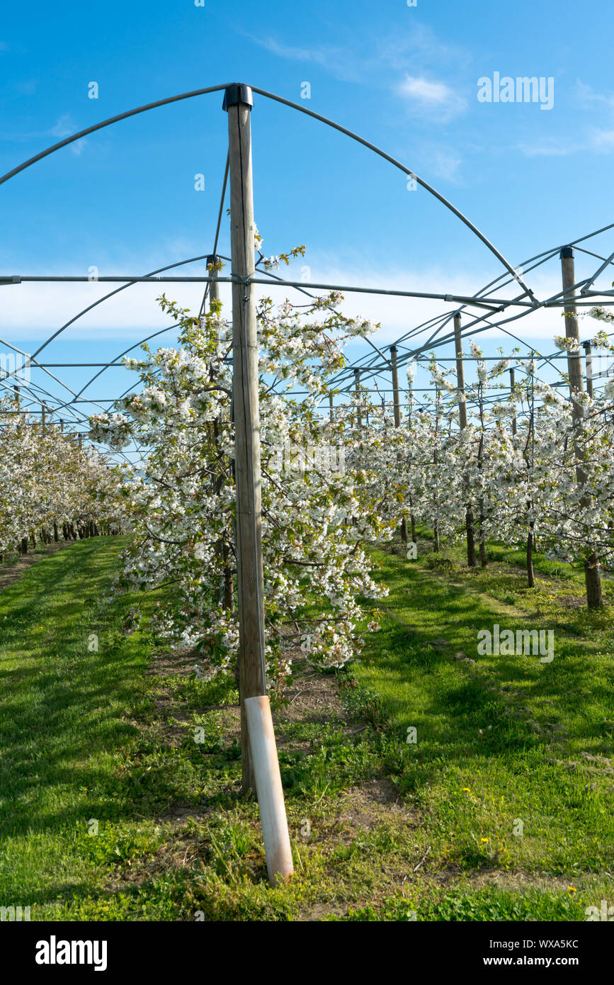 vertical view of rows of blossoming low-stem apple trees in an orchard ...