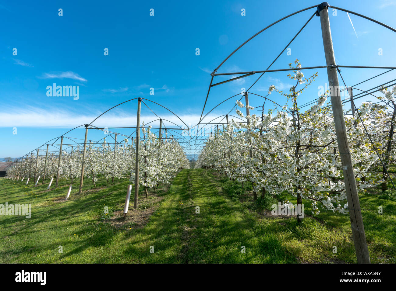 horizontal view of rows of blossoming low-stem apple trees in an ...