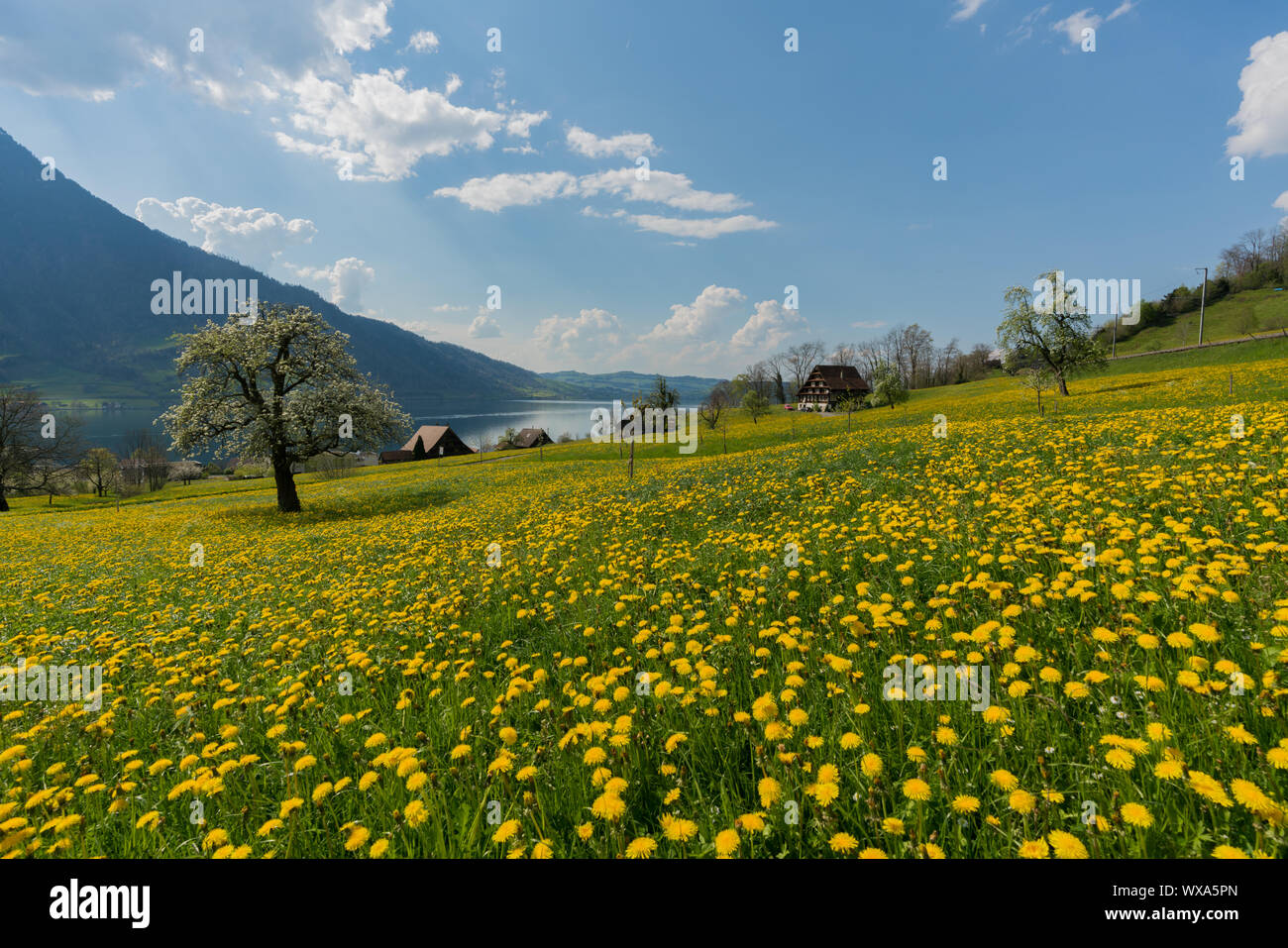 idyllic Swiss countryside with traditional farm in a lake and mountain ...