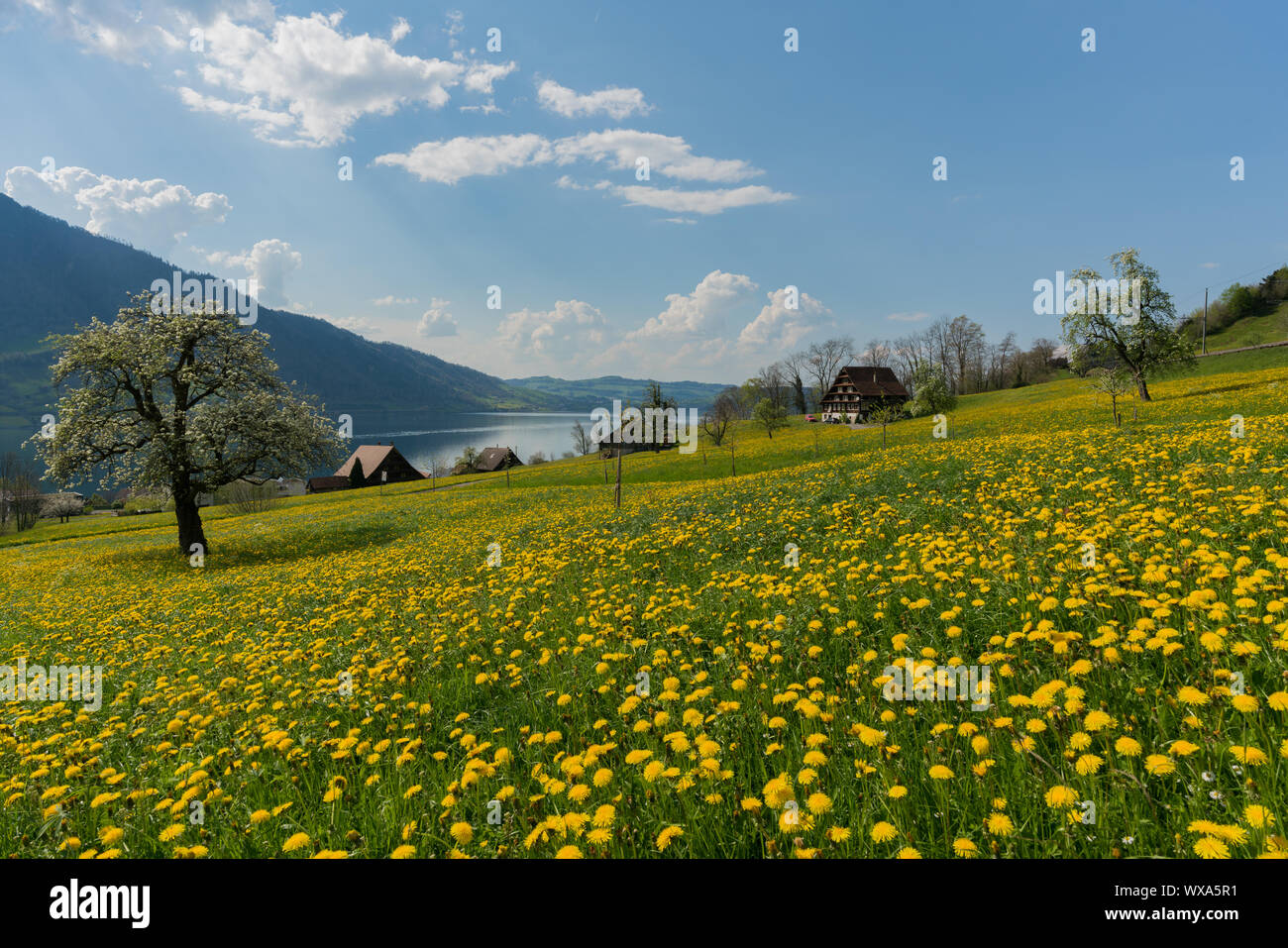 idyllic Swiss countryside with traditional farm in a lake and mountain ...