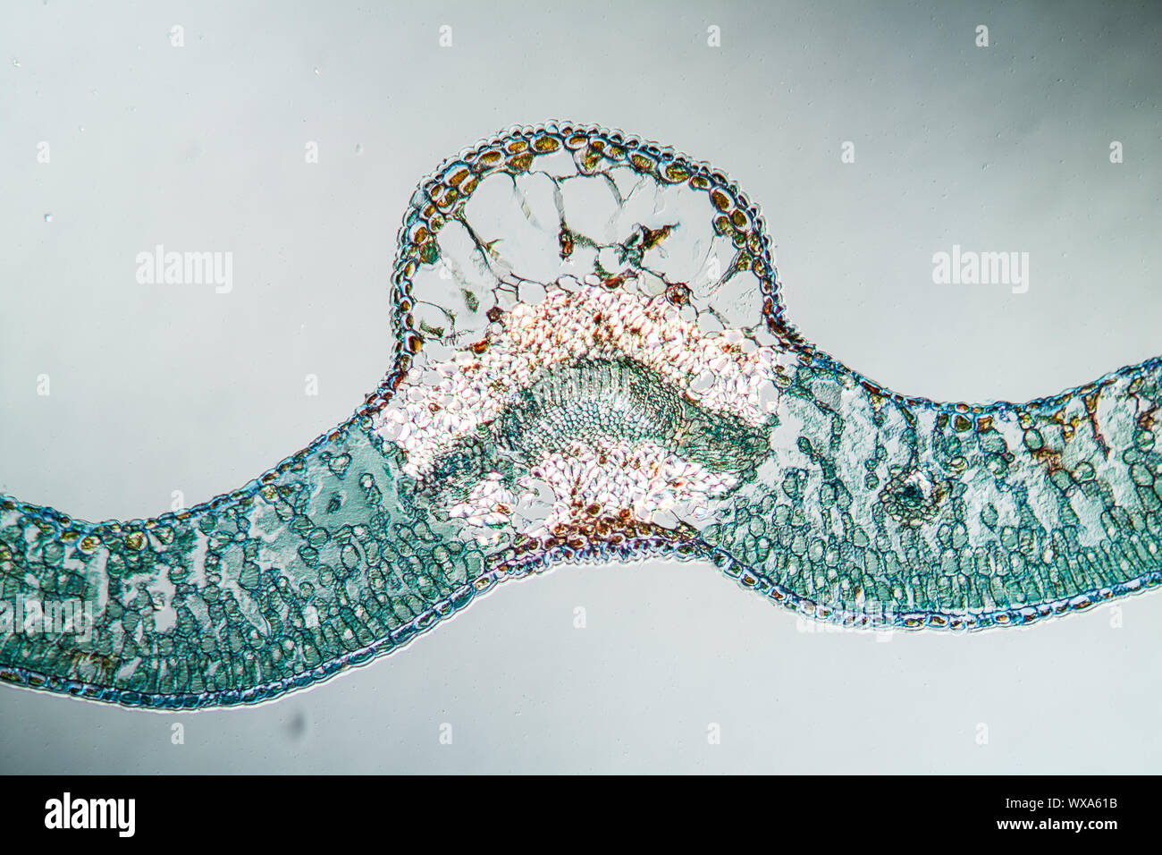Microscope cross section cross sections hi-res stock photography and ...
