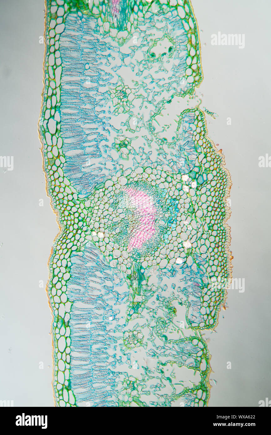 Cross section leaf microscope hi-res stock photography and images - Alamy