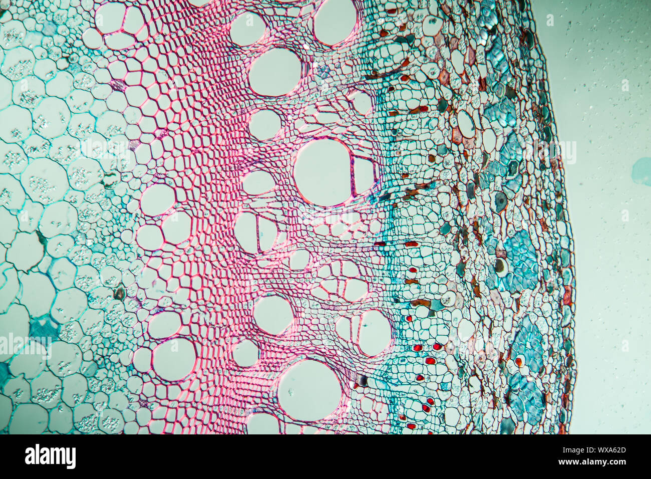 Hops branch twig transversely under the microscope 100x Stock Photo - Alamy